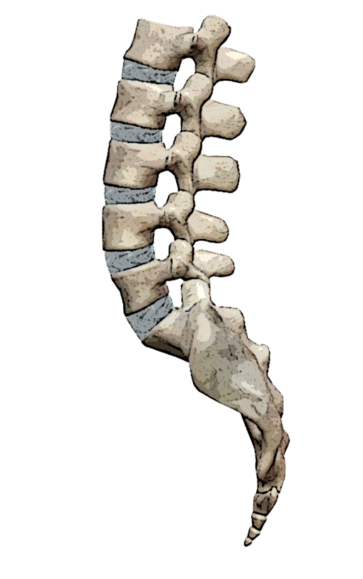 What is Lumbar Facet Joint Compression? — Dynamic Yoga Anatomy