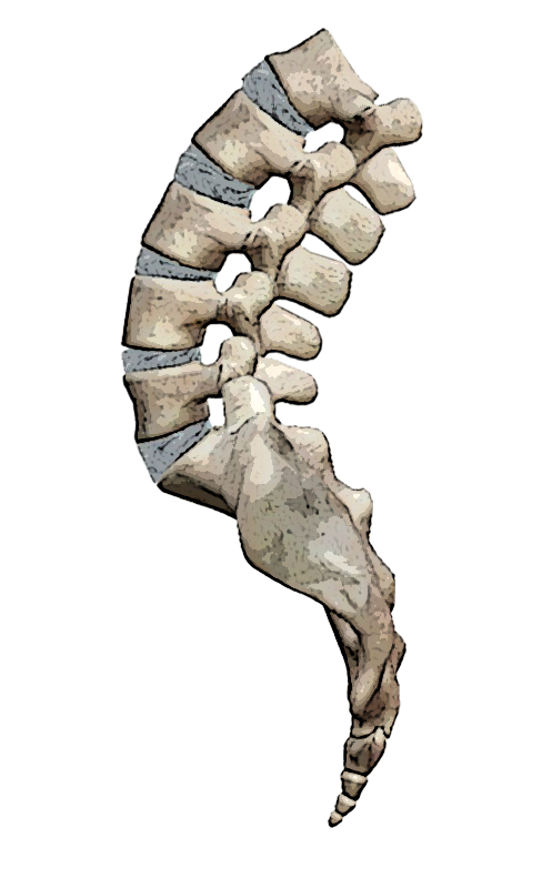 What is Lumbar Facet Joint Compression? — Dynamic Yoga Anatomy