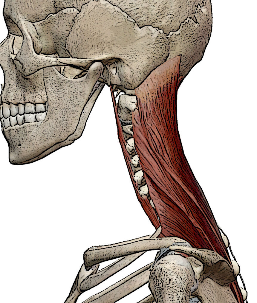 Which neck muscles are affected by a head forward position? — Dynamic ...