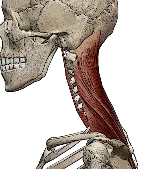 Which neck muscles are affected by a head forward position? — Dynamic ...
