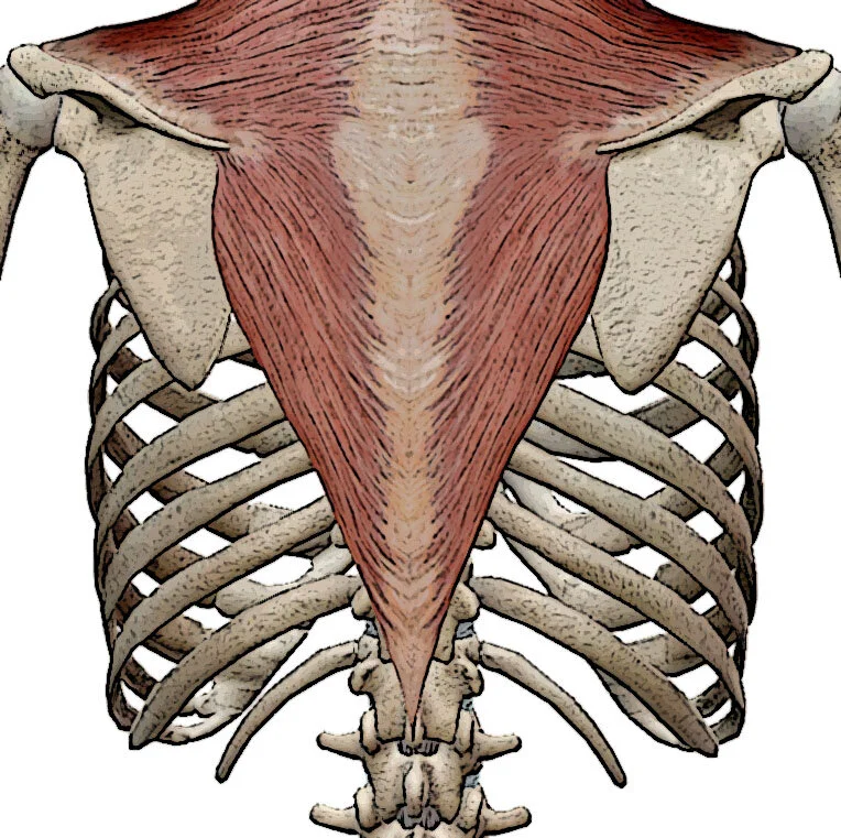 Which neck muscles are affected by a head forward position? — Dynamic ...