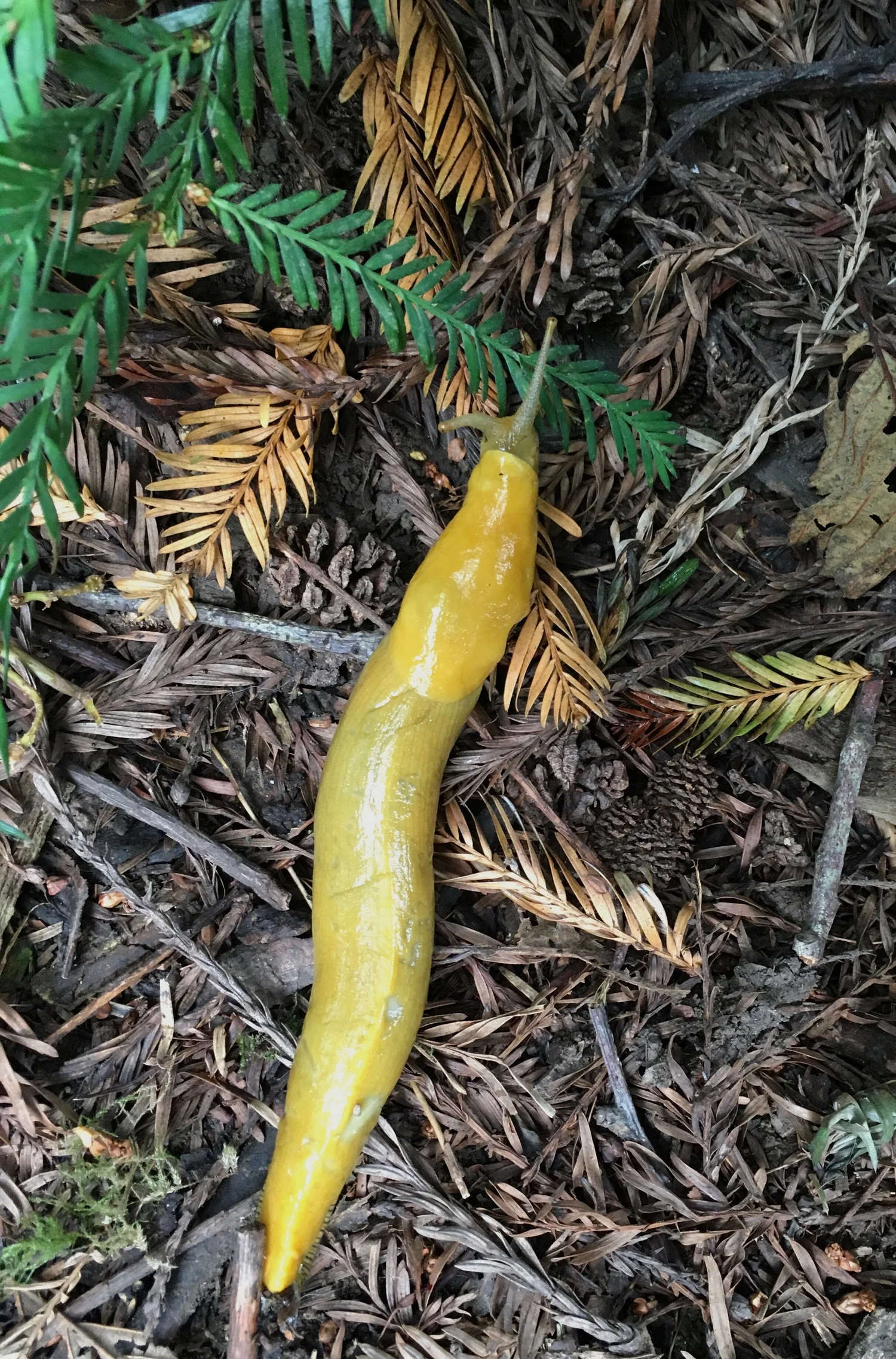 About Us — InterTribal Sinkyone Wilderness Council