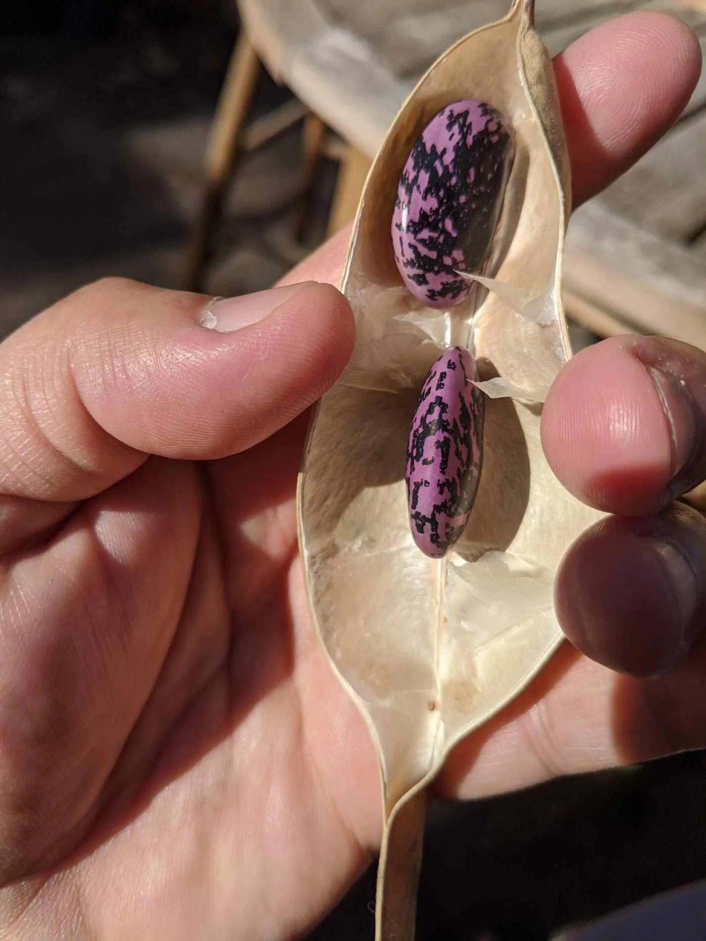 SEED LIBRARY — Miinikaan