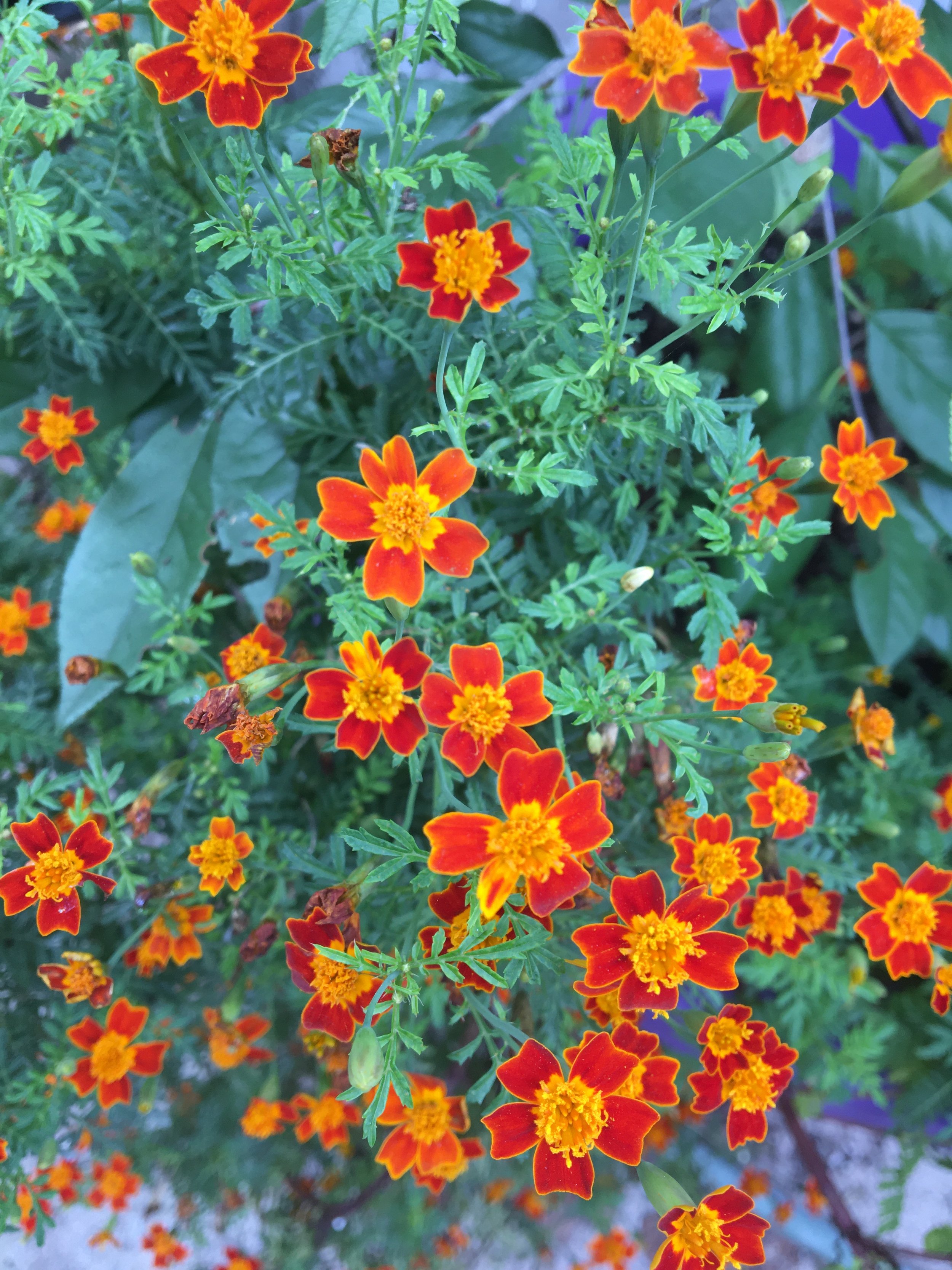 SEED LIBRARY — Miinikaan