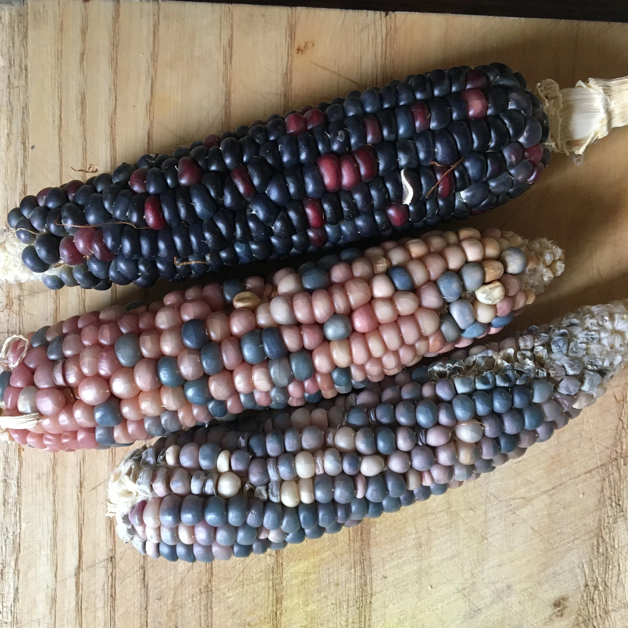 SEED LIBRARY — Miinikaan