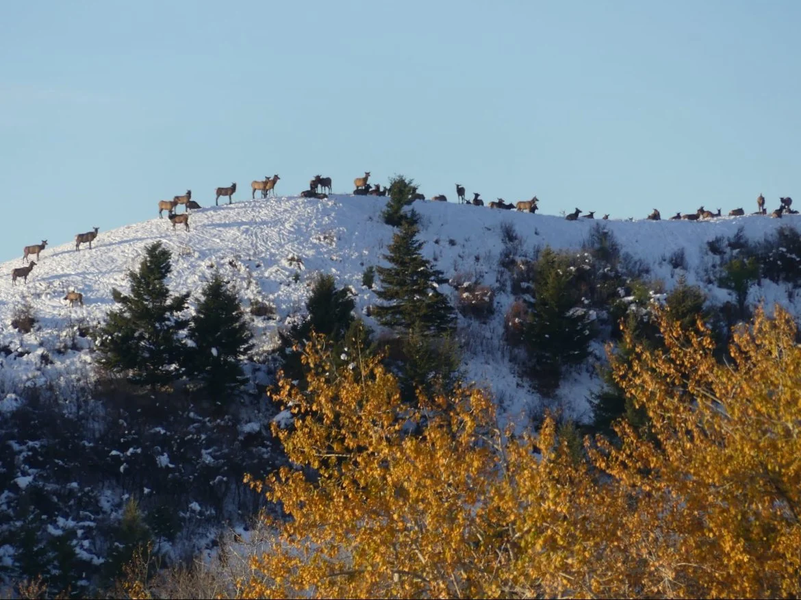 Gallatin County Commission unanimously approves intent to adopt Future ...