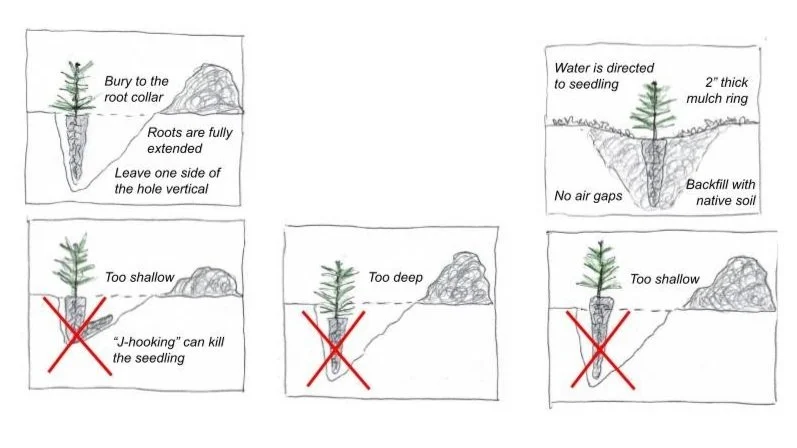 How to Plant a Seedling — Gallatin Watershed Council