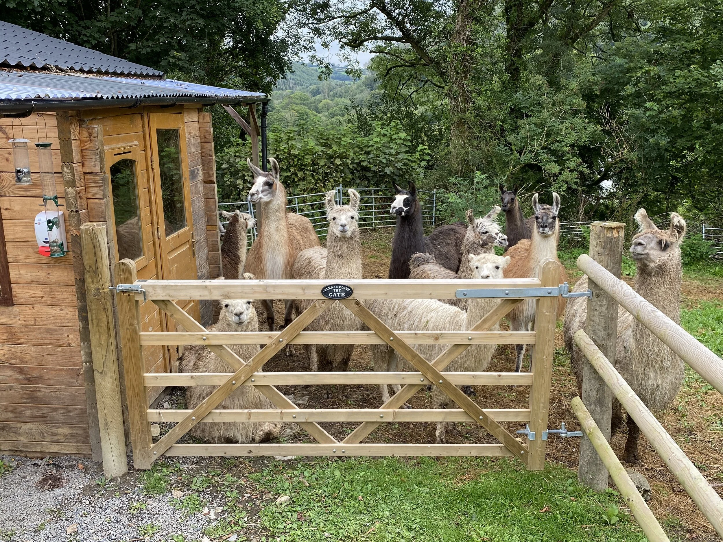 Pembrokeshire Llamas - the finest llama walks in Wales. Join us for a ...