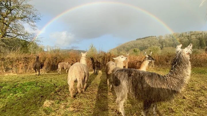 Pembrokeshire Llamas - the finest llama walks in Wales. Join us for a ...
