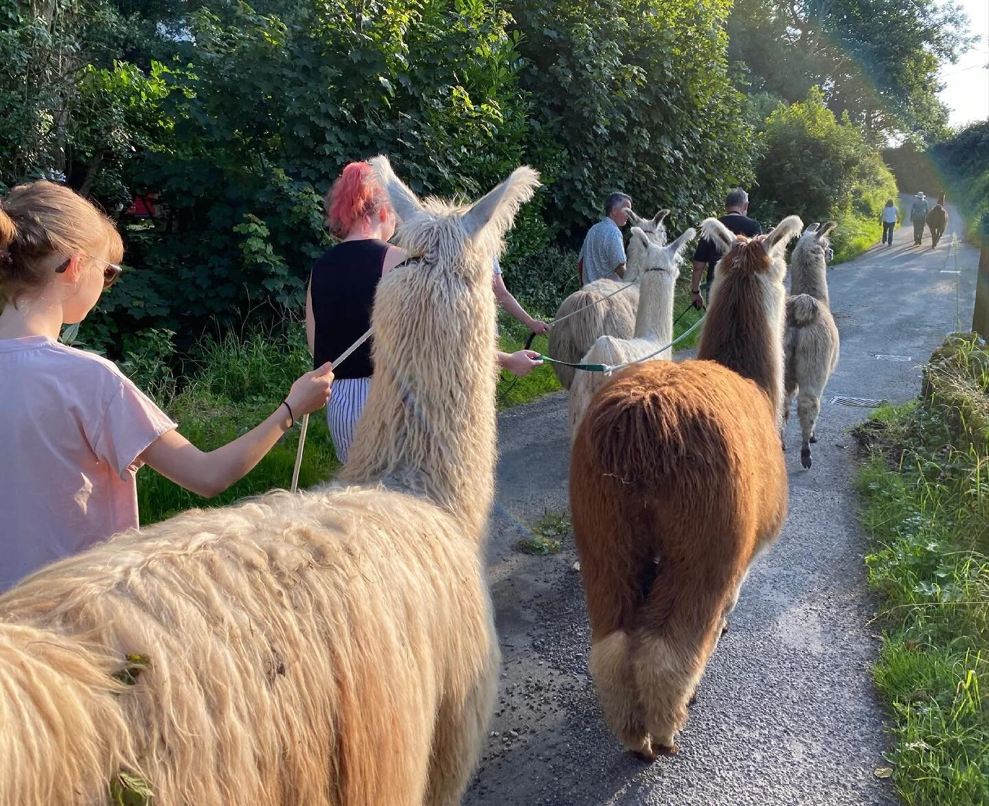 Llamas - the finest llama walks in Wales. Join us for a wonderful ...