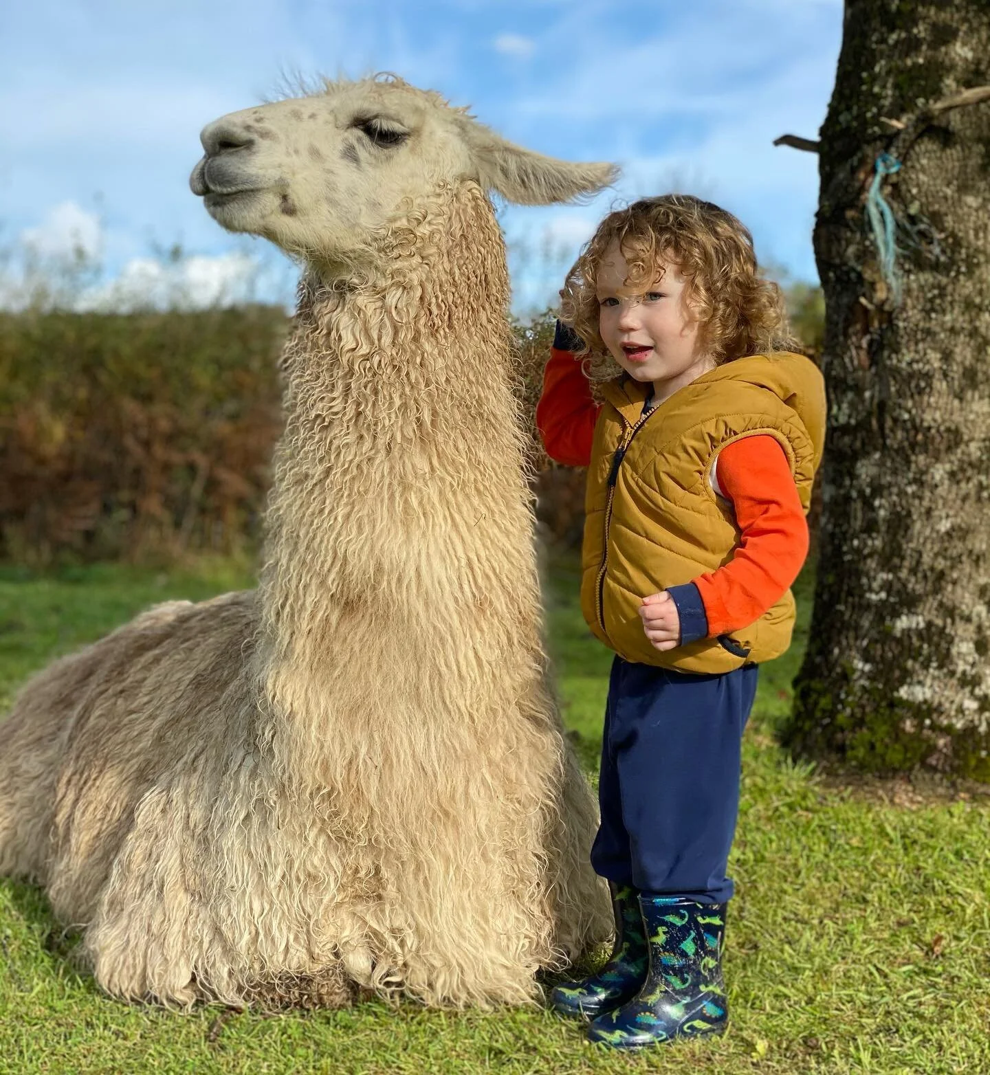 Llamas - the finest llama walks in Wales. Join us for a wonderful ...