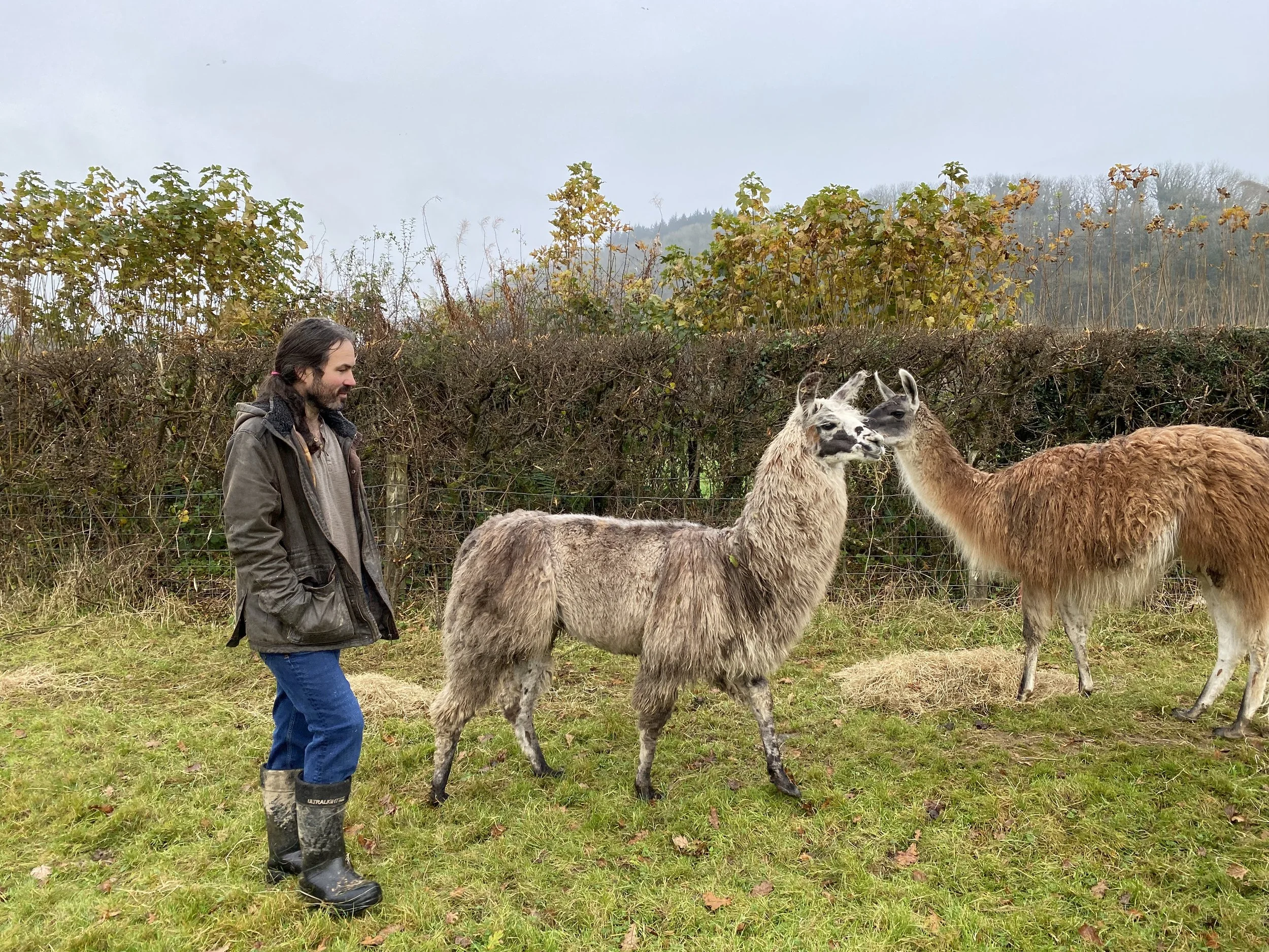 Pembrokeshire Llamas - the finest llama walks in Wales. Join us for a ...