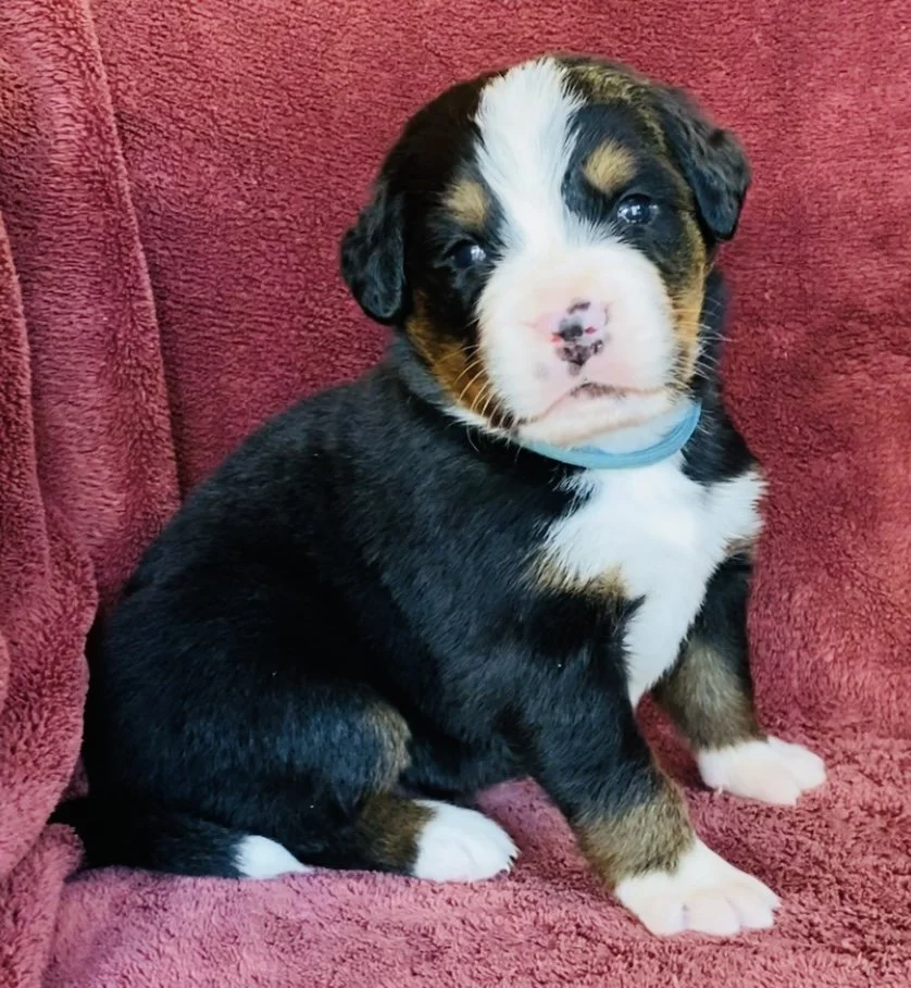 Bernese Mountain Dogs — Holston Hollow Farm