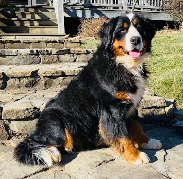 Bernese Mountain Dogs — Holston Hollow Farm