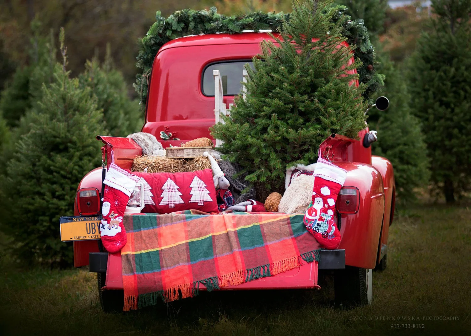 Cut your own Christmas Tree — Santa's Christmas Tree Farm LI