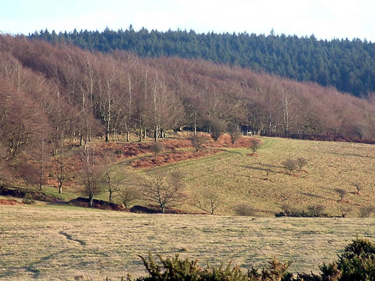 Forest Walks in the South West - Part 2 — Experience the Best of Travel ...