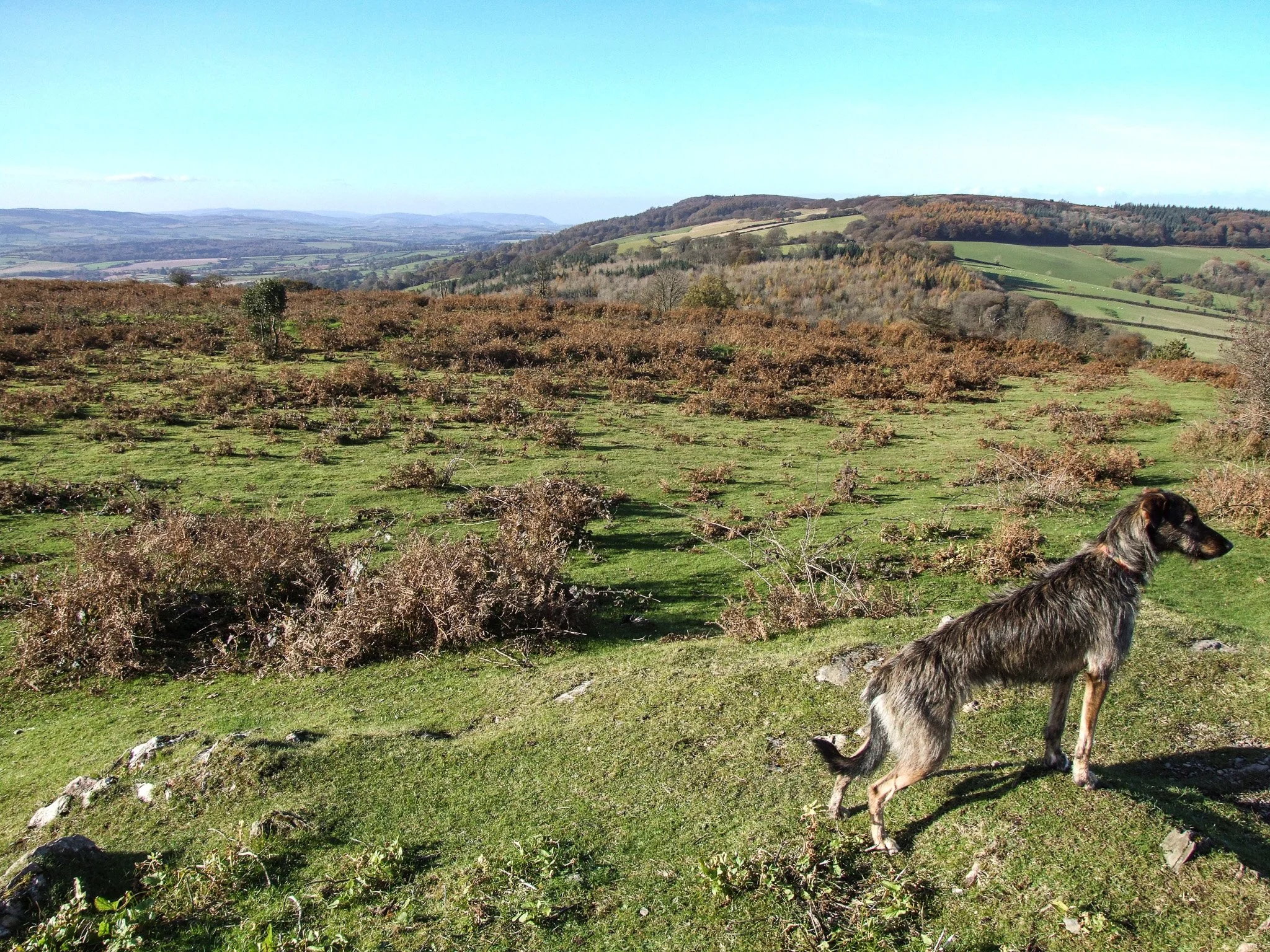 Somerset Walks: Cothelstone, Quantock Hills — Experience the Best of ...