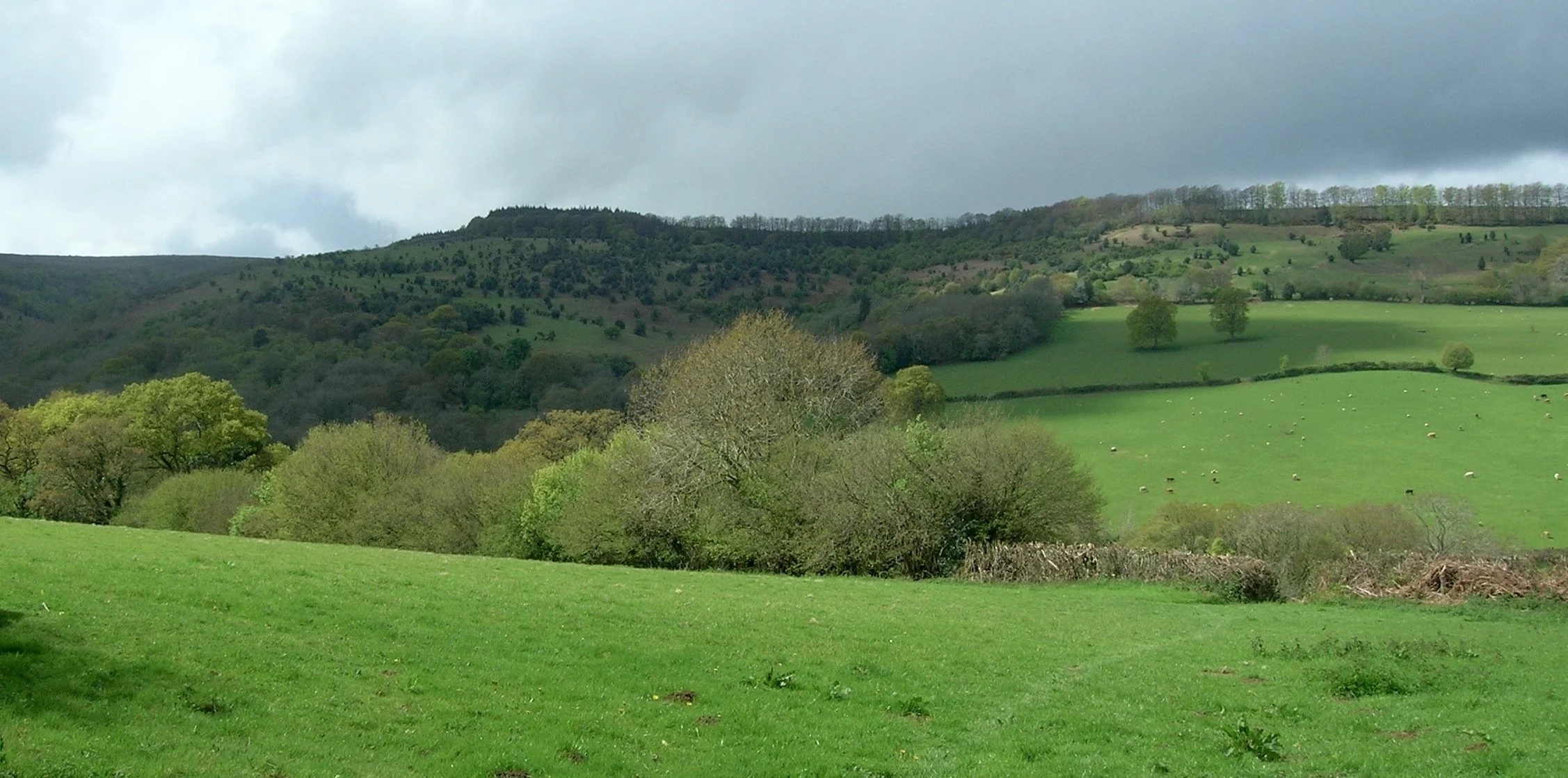 Somerset Walks: Aisholt Circular in the Quantock Hills — Experience the Best of Travel & Food ...