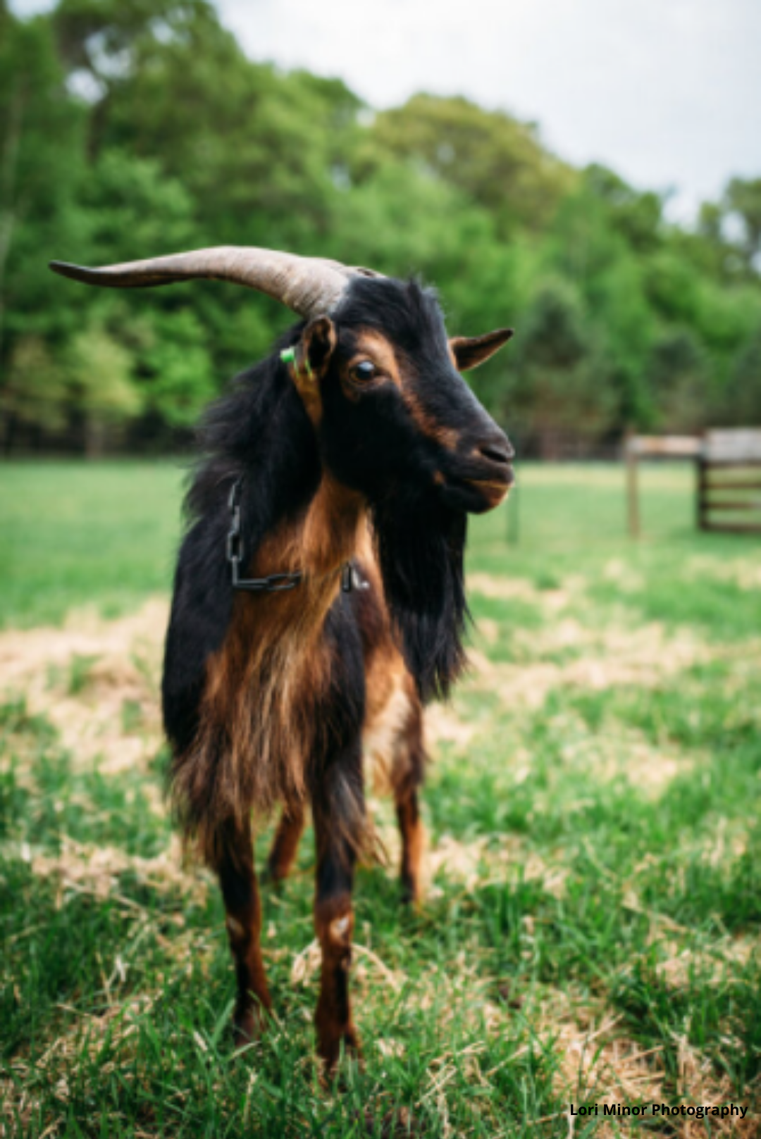 San Clemente Island Goats