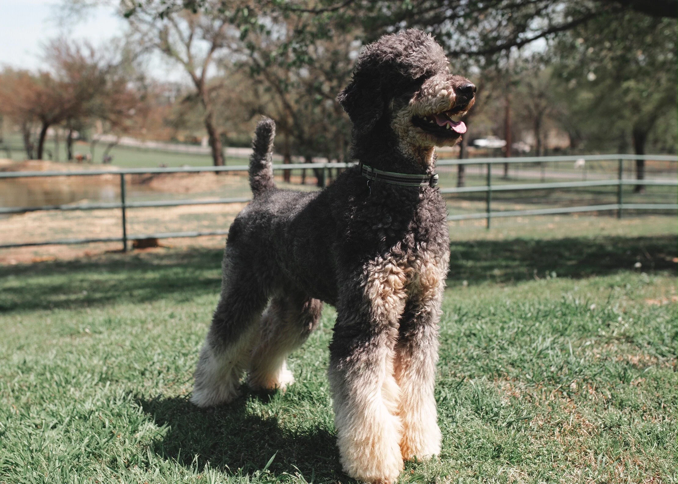 Standard Poodle German Cuts
