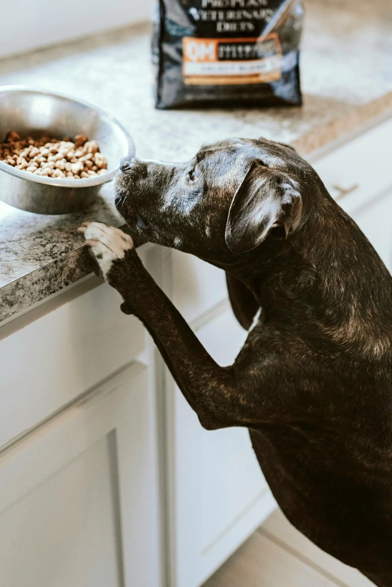 Emergency Pet Food Pantry — Best Friends of Baker, Inc.