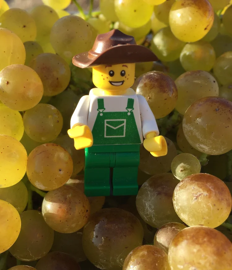 Lego Grower — Heather Collins Consulting