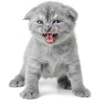 Rabies in Cats — Pet Space