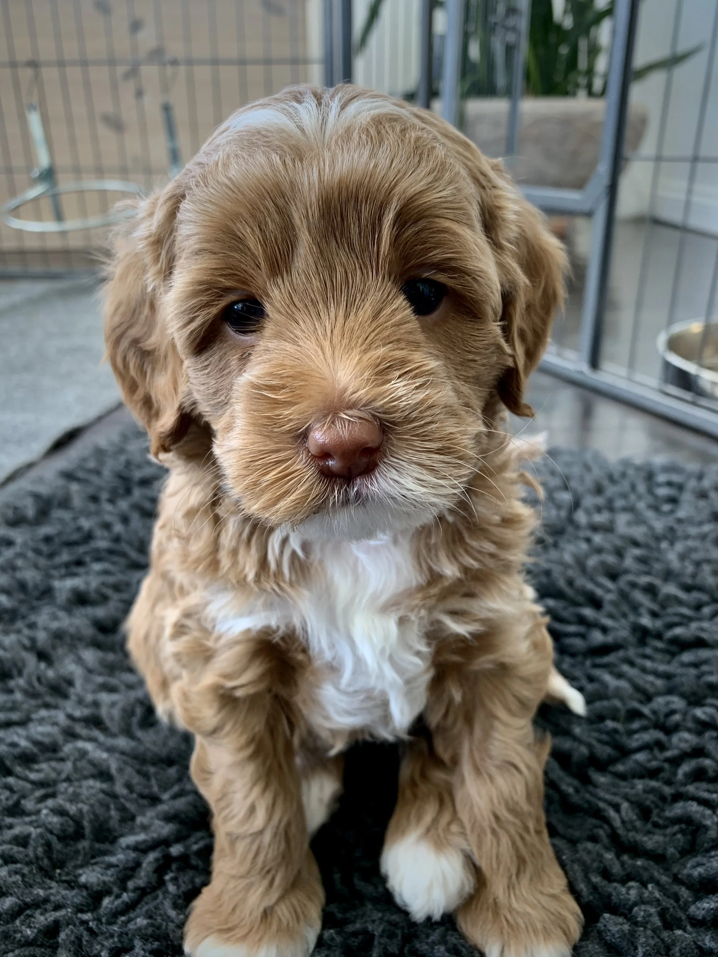 Kira's Australian Labradoodles