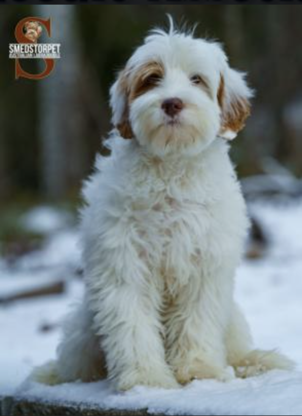 Kira's Australian Labradoodles