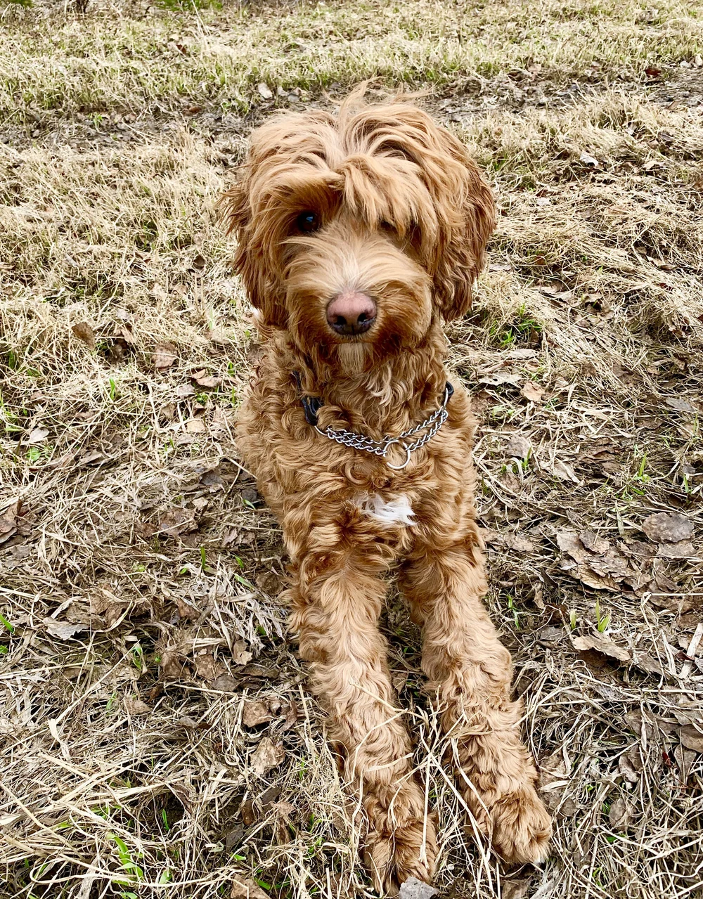 Kira's Australian Labradoodles