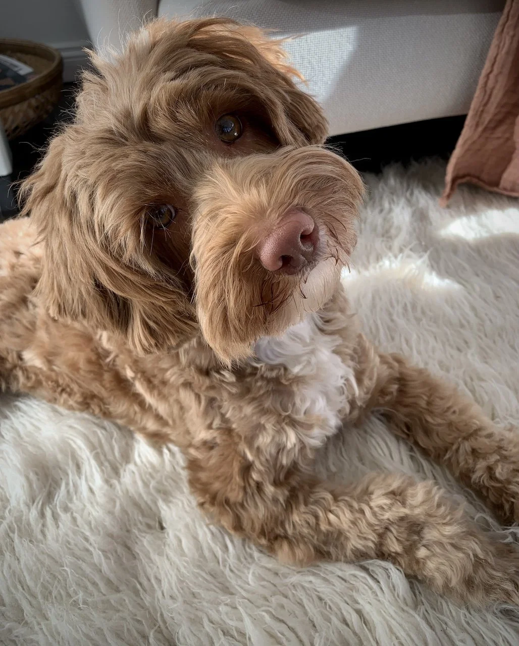 Kira's Australian Labradoodles