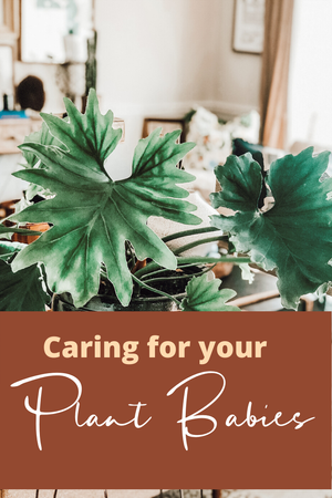 Caring for Plant Babies — Lydia Kia