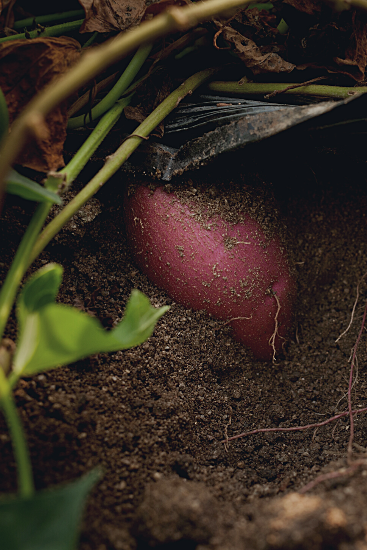 How to Grow Sweet Potatoes — Lydia Kia