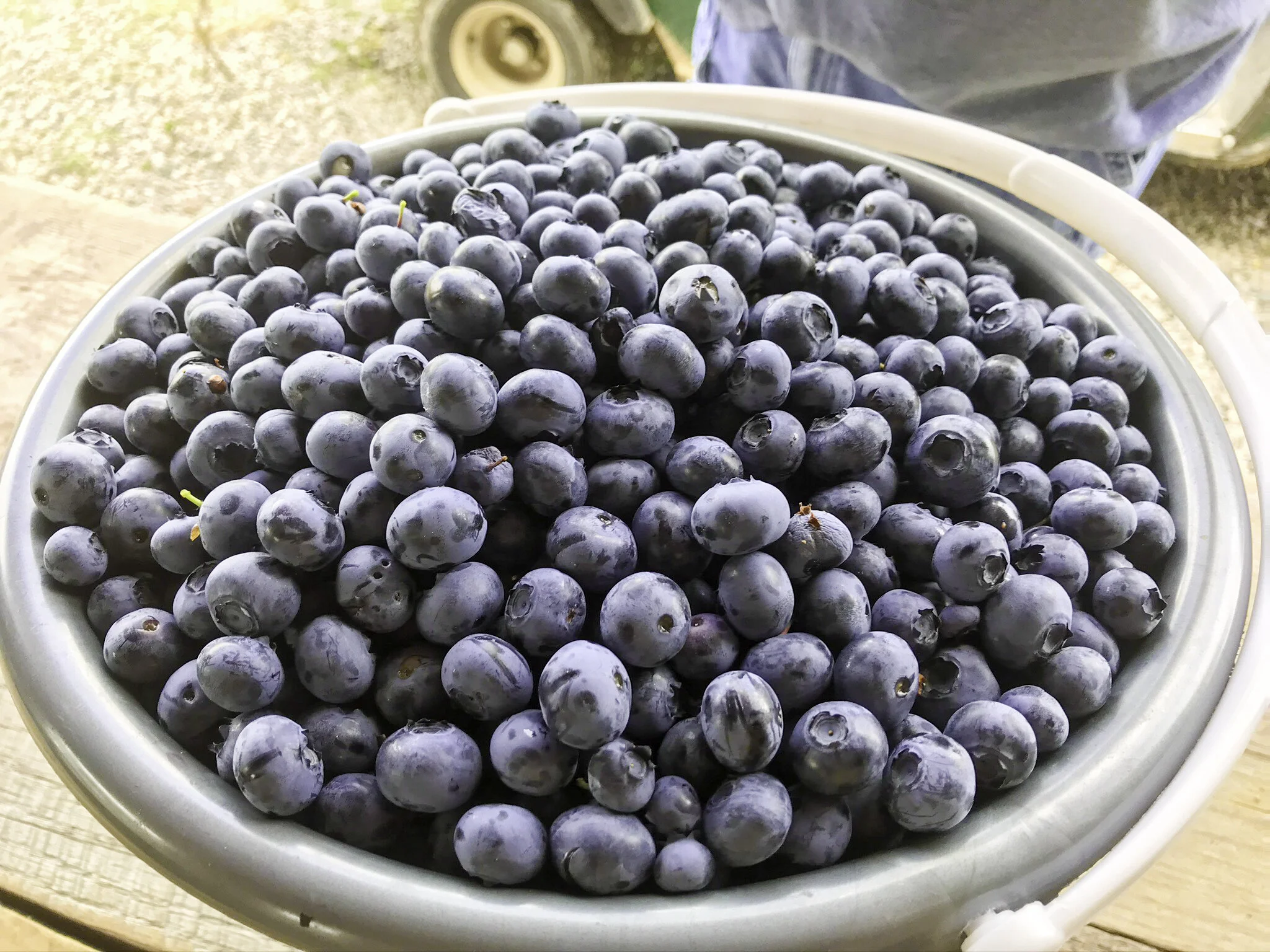 PYO Blueberries — Blueberry Hill Farm