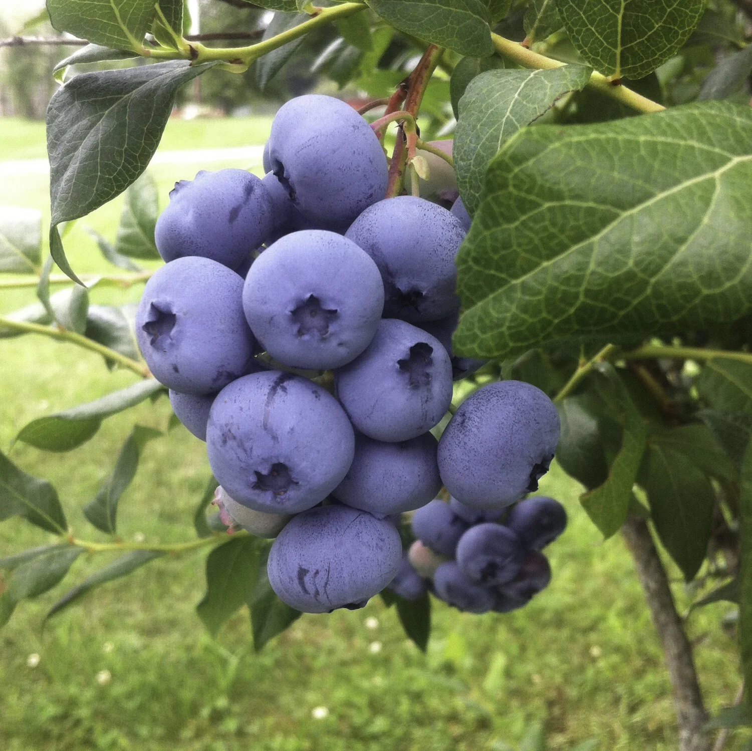 PYO Blueberries — Blueberry Hill Farm