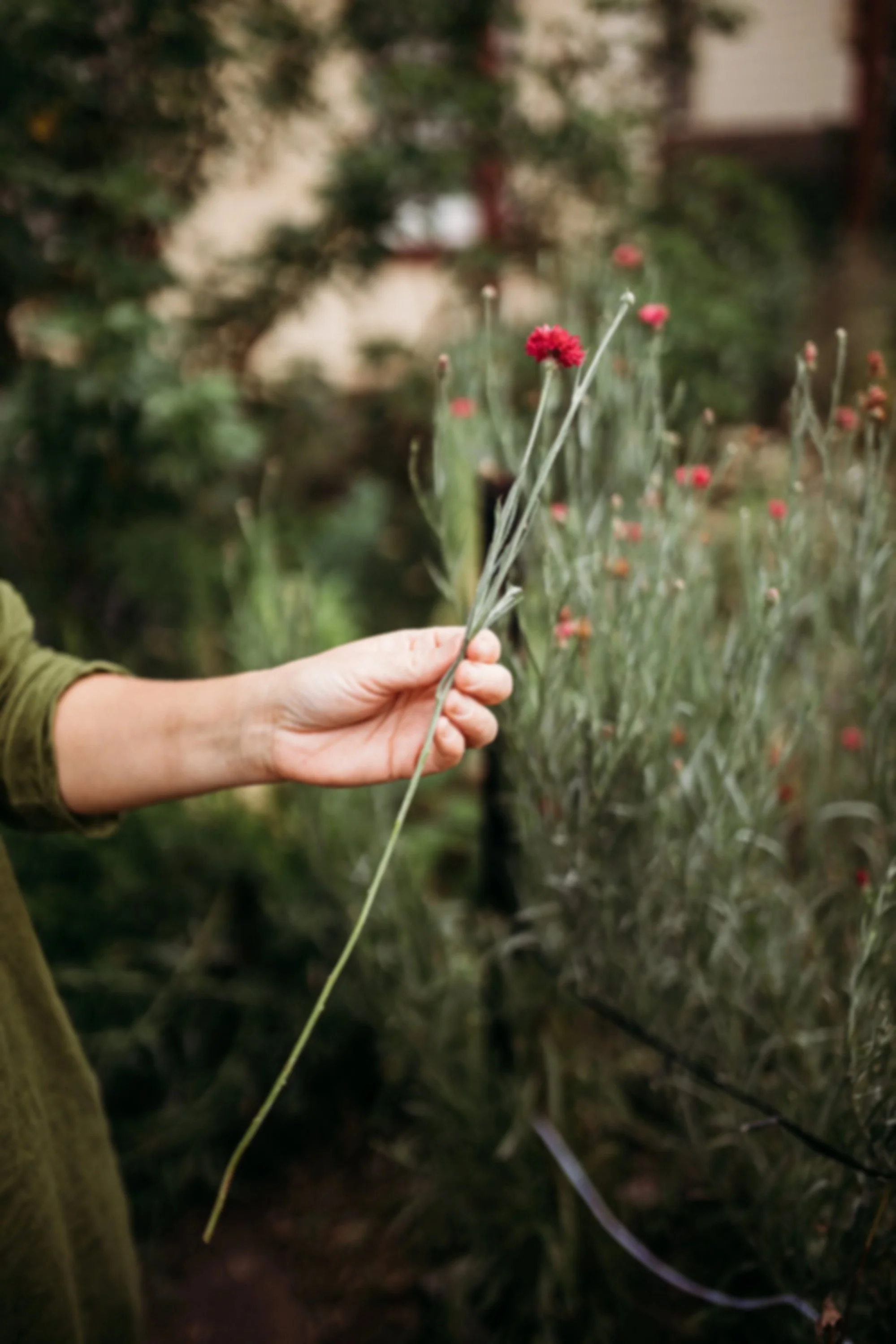 General 1 — The Little Urban Flower Farm