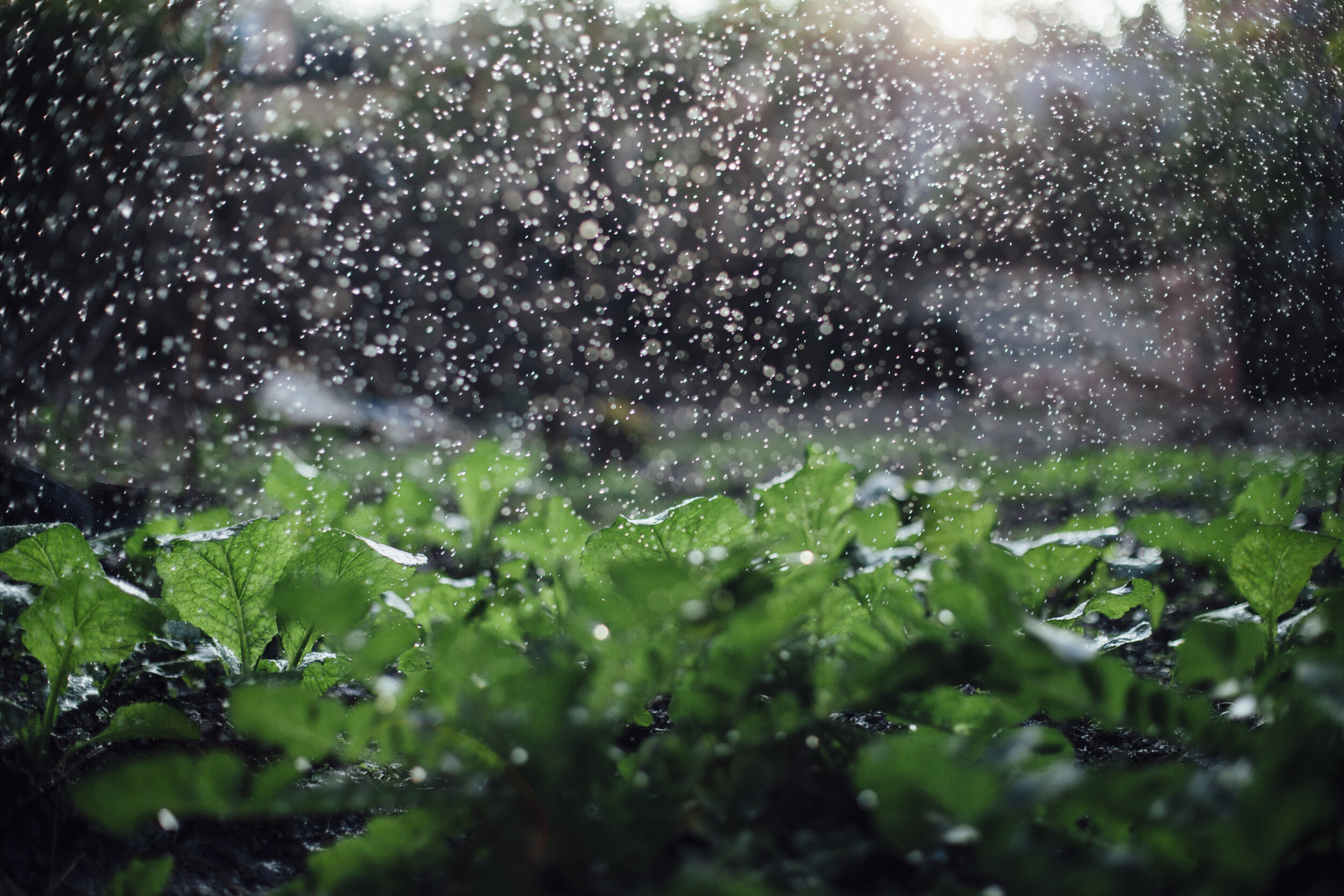 GoField - The world’s most intelligent and accurate irrigation ...