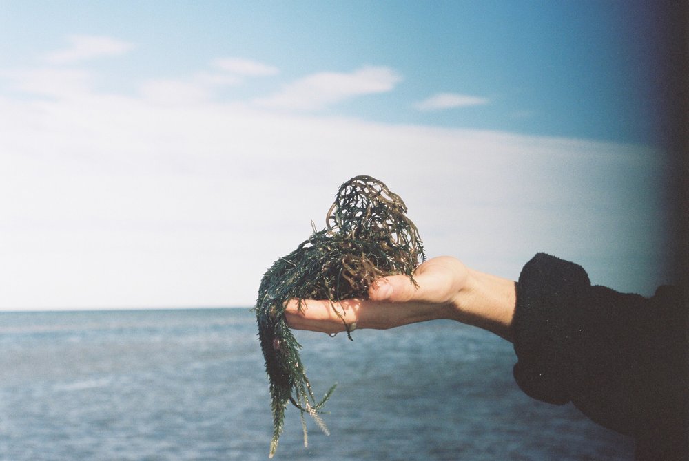 Point Cook guided seaweed forage — Seaweed Appreciation Society ...