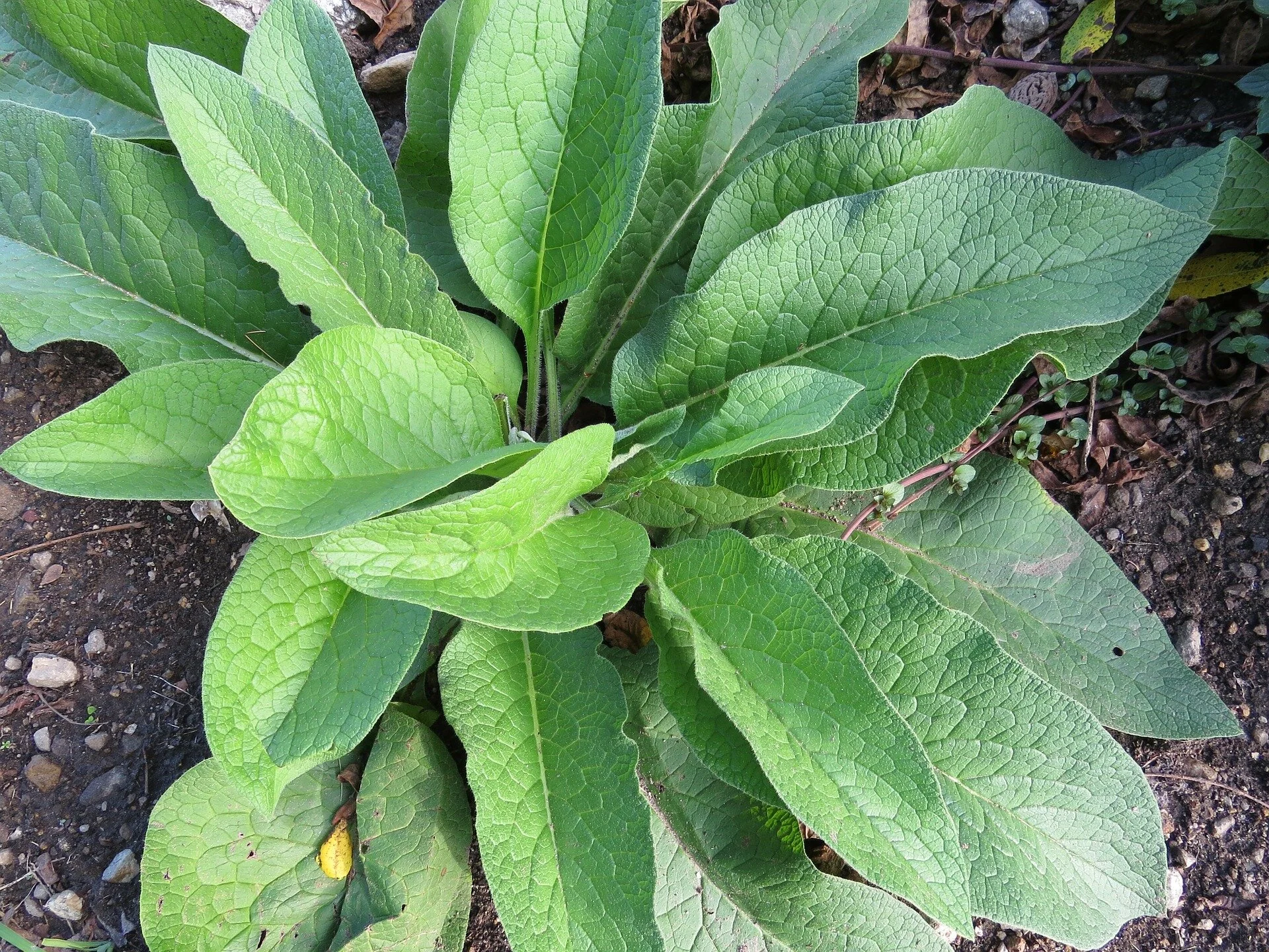 Comfrey Monograph: Nature’s Healing Ally for Joints & Bones — Elemental ...