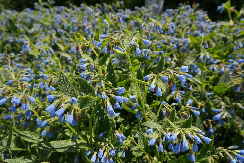 Comfrey Monograph: Nature’s Healing Ally for Joints & Bones — Elemental ...