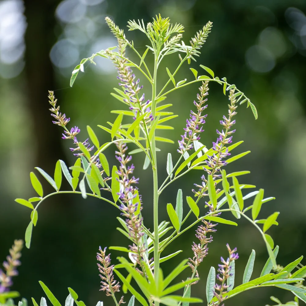 6 Herbs to Aid Digestion — Elemental Planet