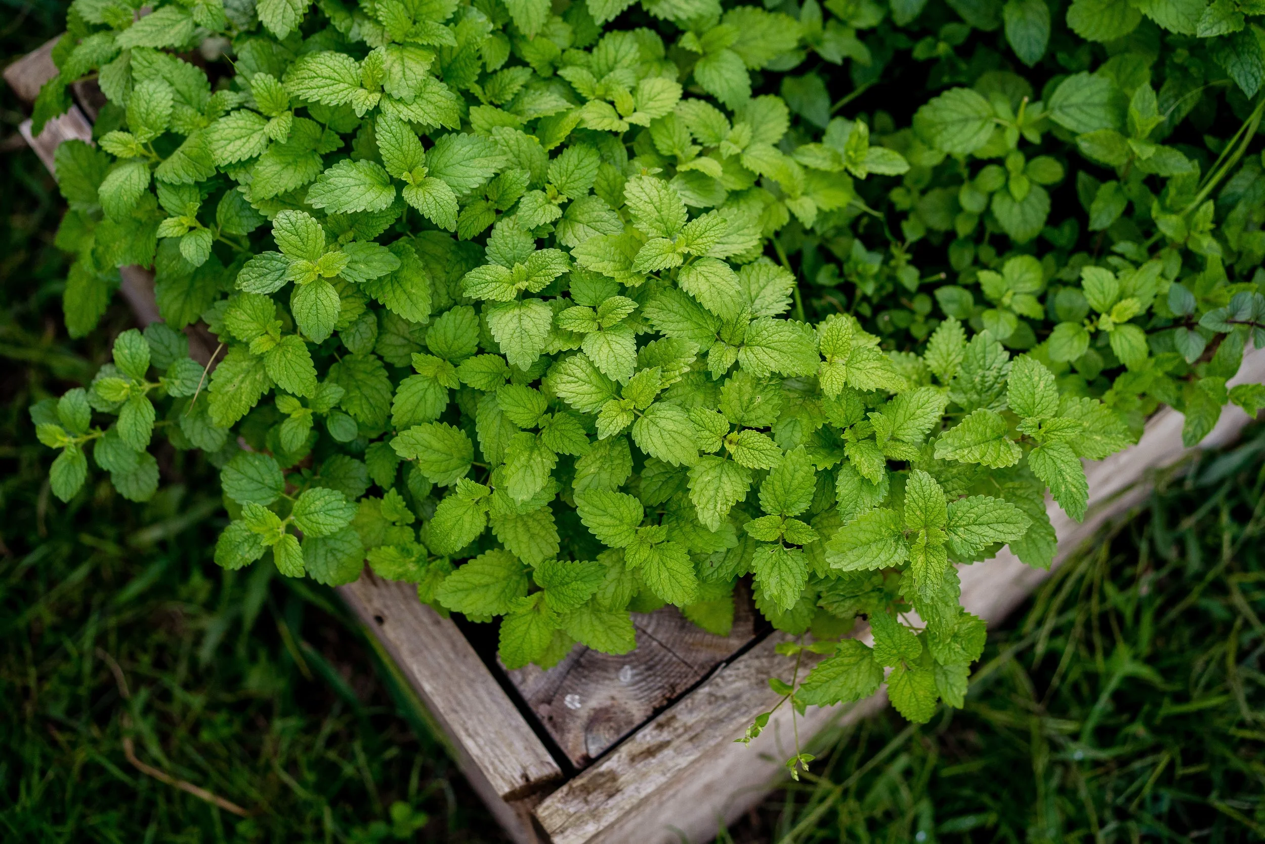 Lemon Balm: A Timeless Herb for Stress Relief and Wellness — Elemental ...
