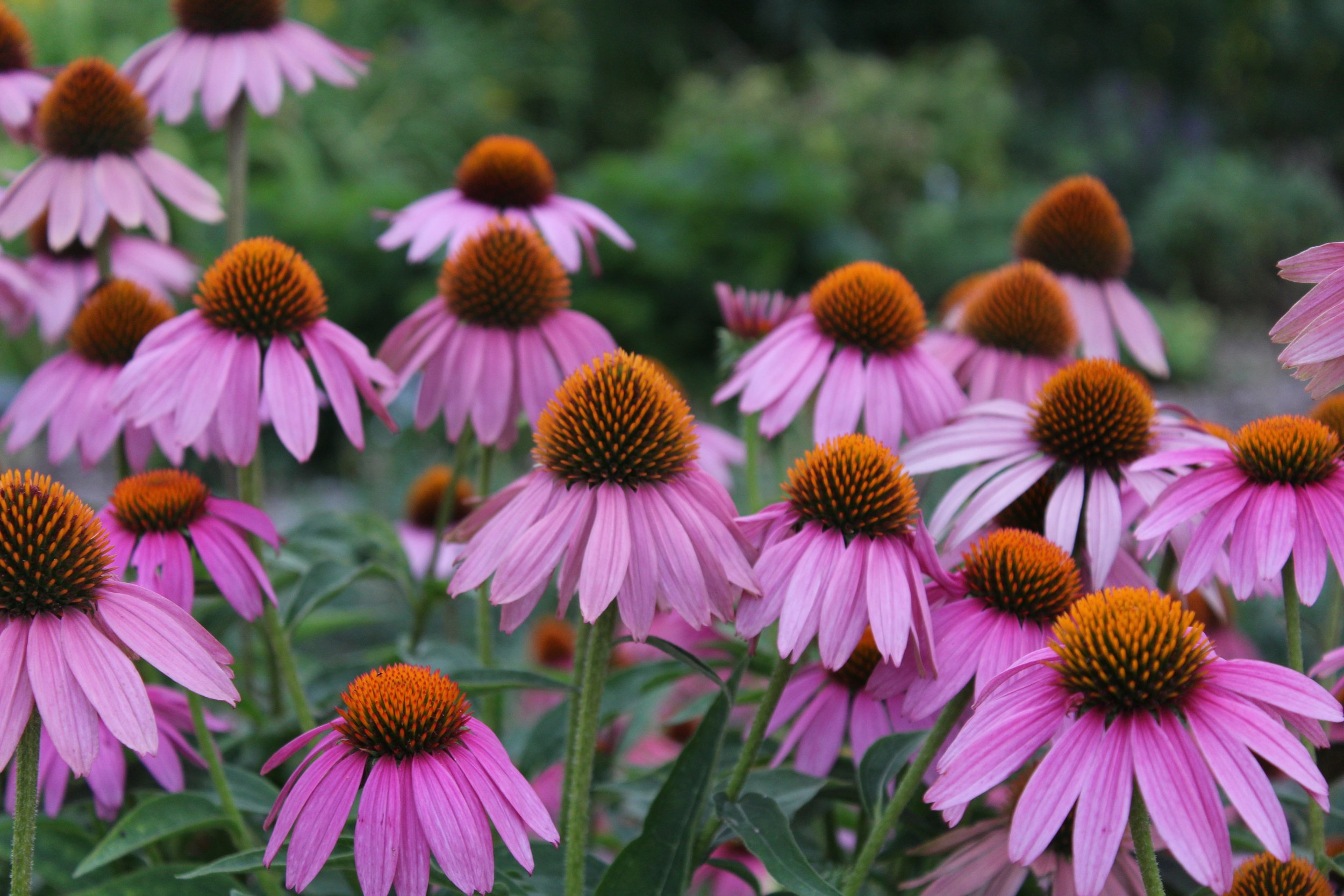Echinacea: Immunity Booster and Skin Defender — Elemental Planet
