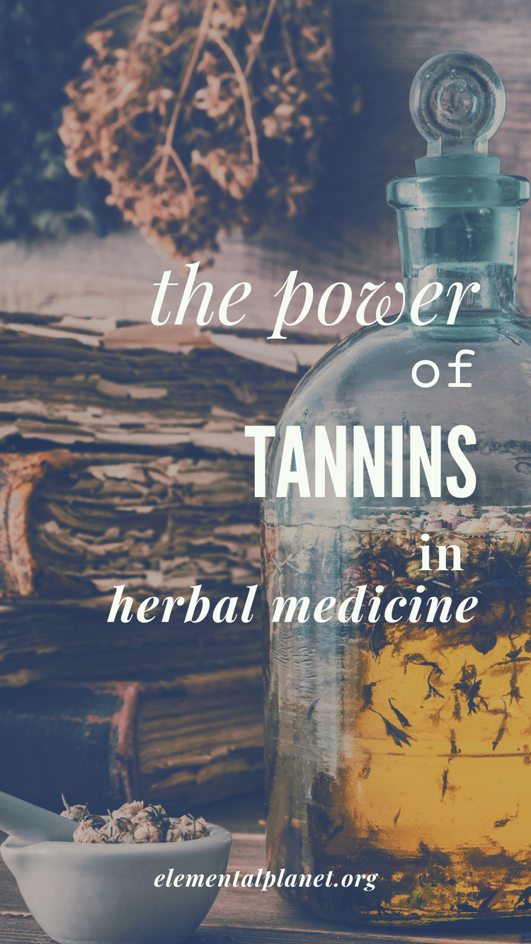 The Role of Tannins in Herbal Medicine — Elemental Planet