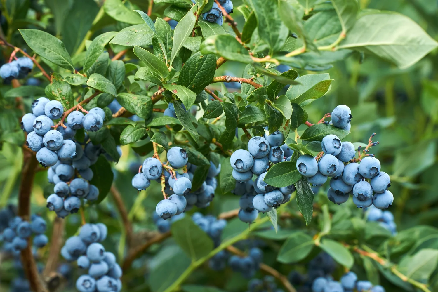 Blueberry Seed Oil- Herbal Monograph — Elemental Planet
