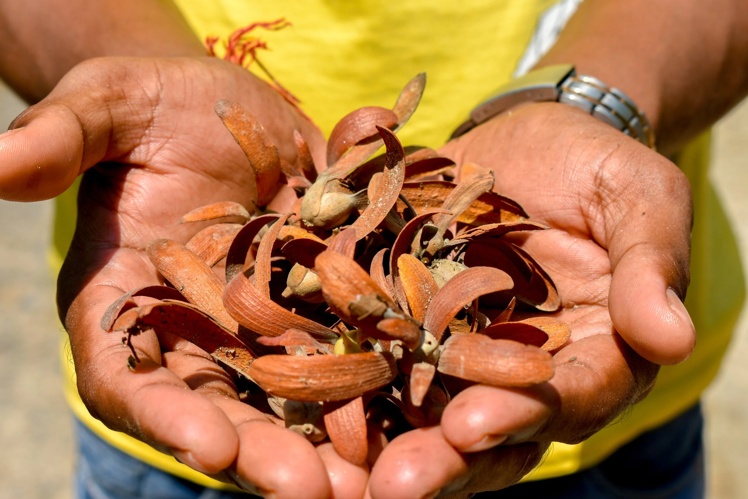 Sal Butter- Herbal Monograph — Elemental Planet