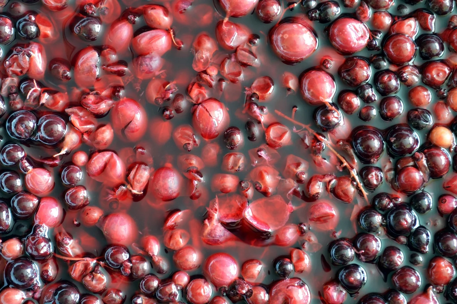 Macerations: Alcohol & ACV Tinctures — Elemental Planet