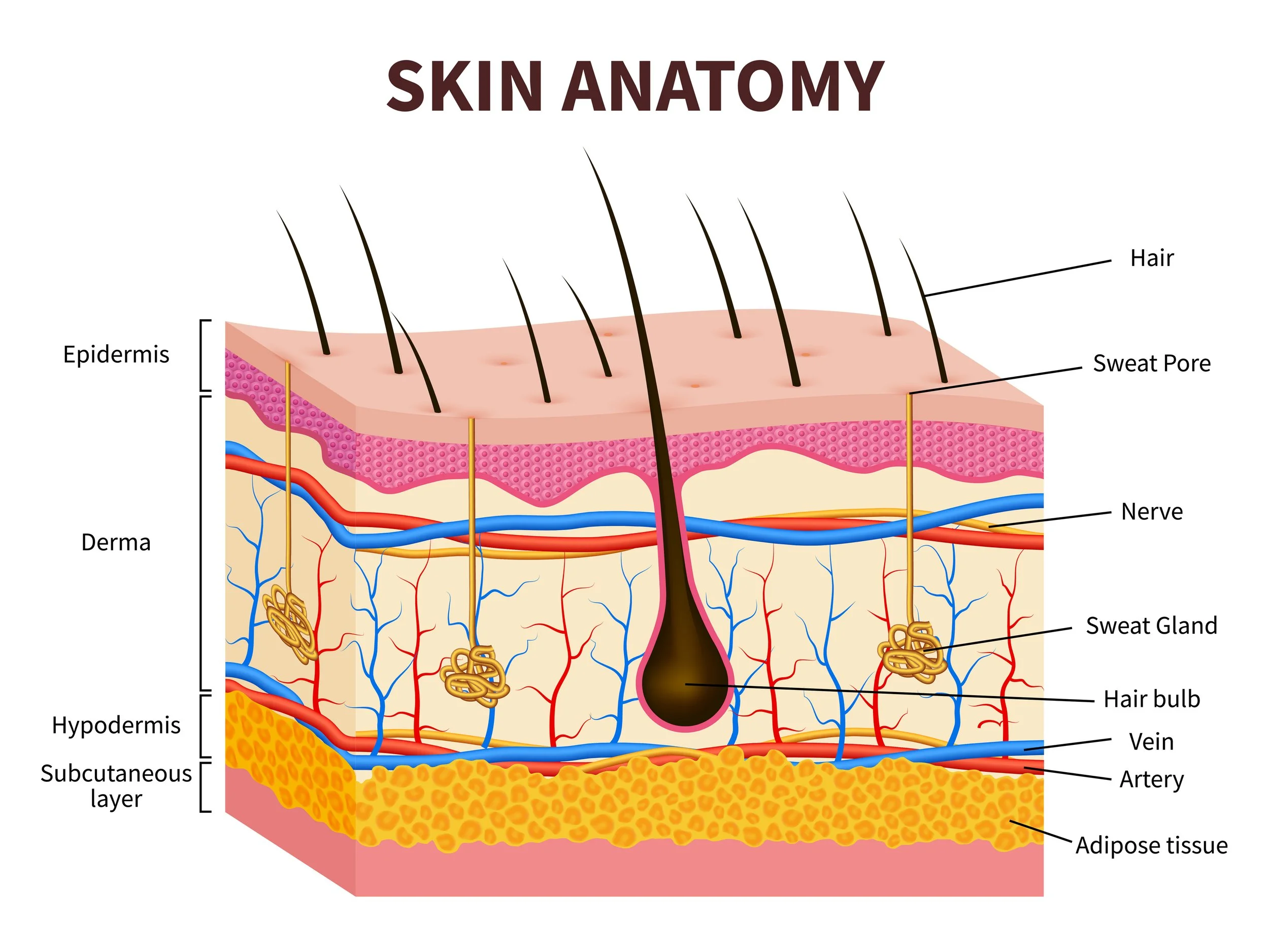 How the Skin Functions at a Biological Level — Elemental Planet
