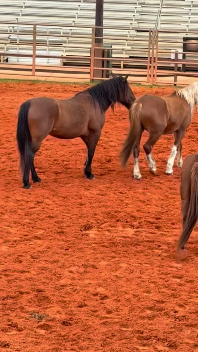 Double K Rodeo Productions | Experience Rodeo Action Today