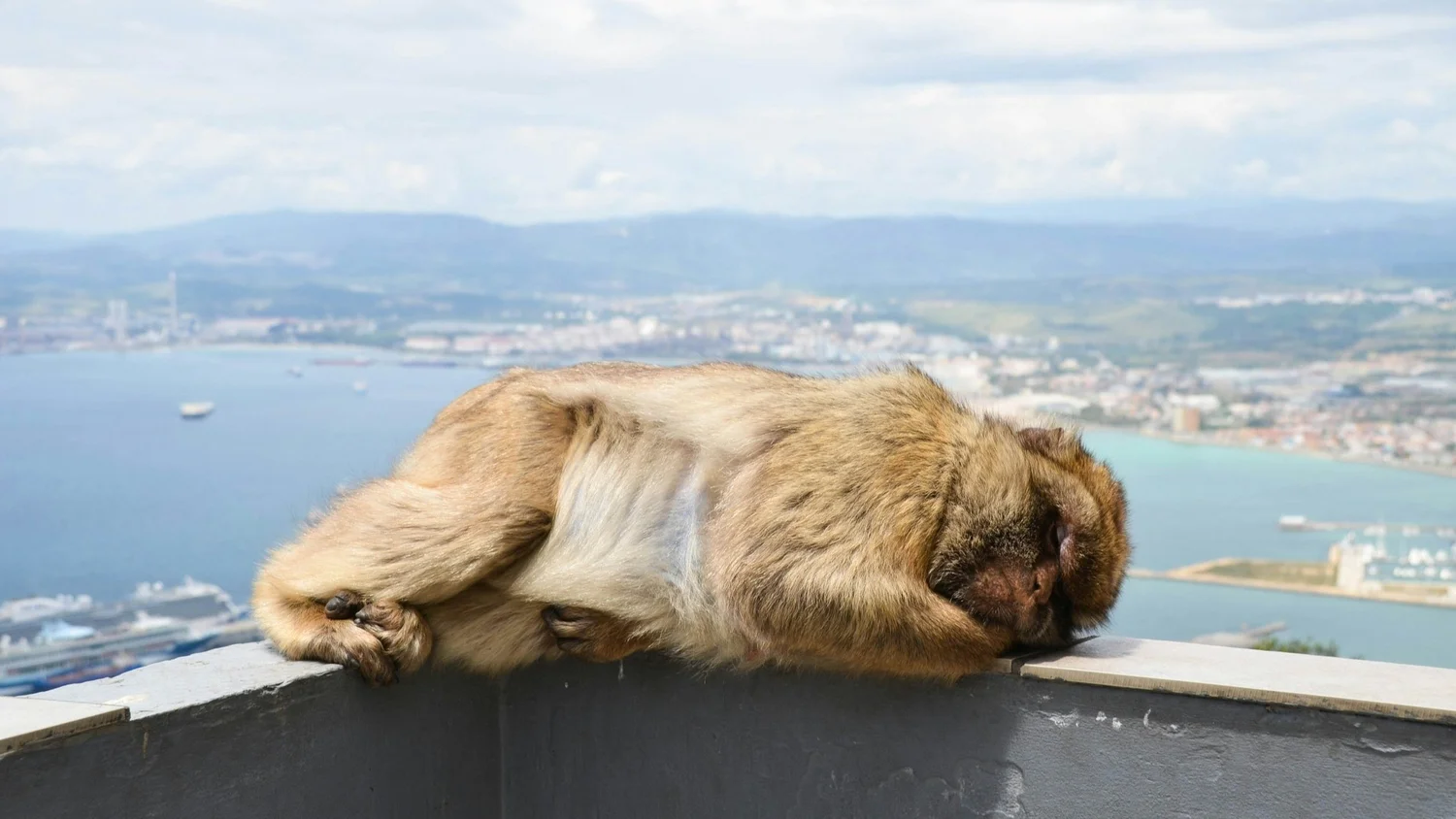 Meet the Monkeys of Gibraltar - The Rock's Furry Celebrities! — Bishop ...